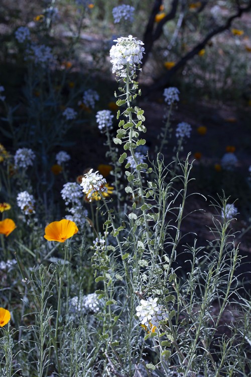 Plants | UTEP Garden