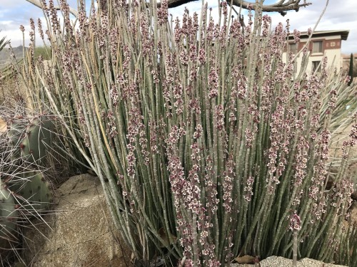 Plants | UTEP Garden